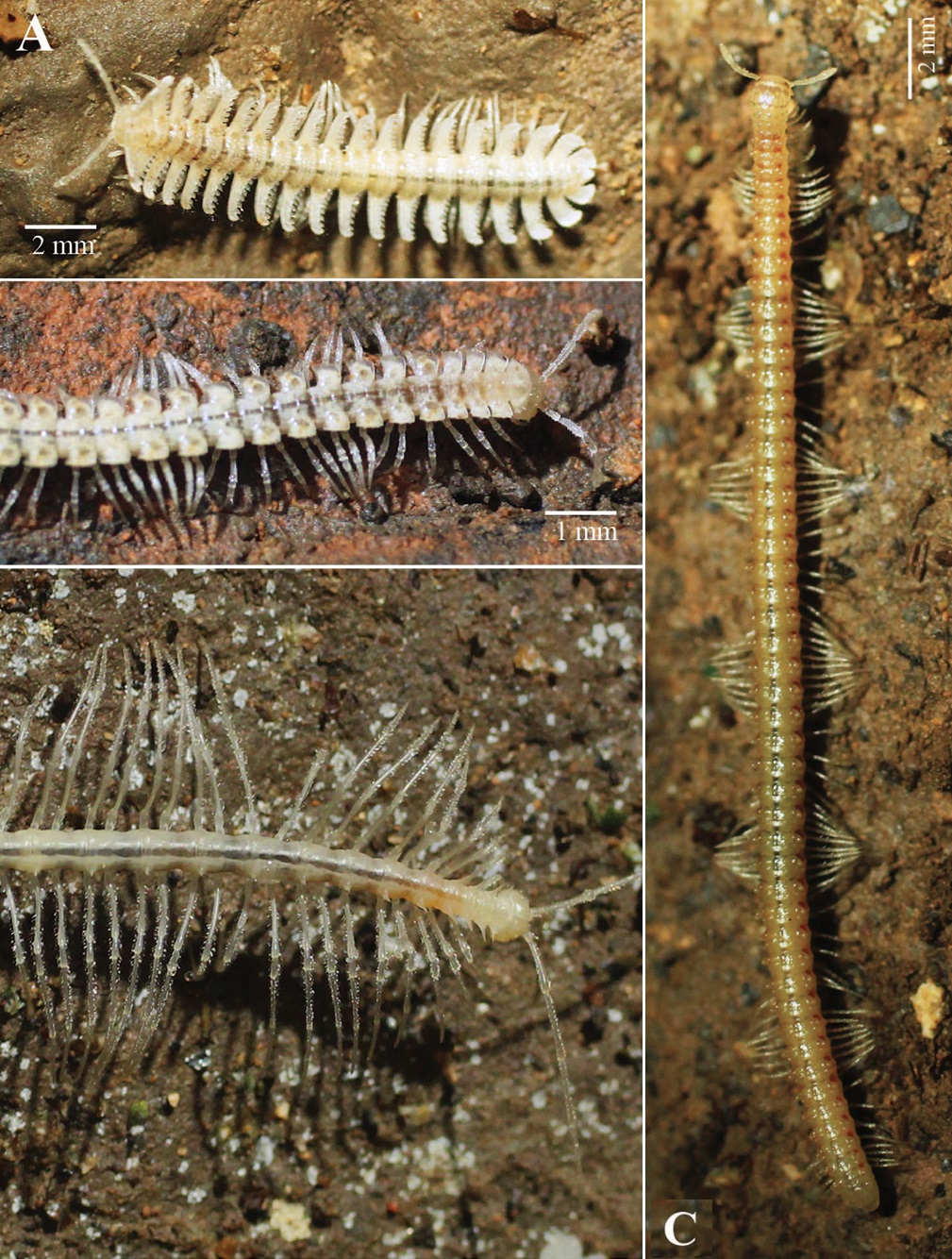 Species New to Science: [Diplopoda • 2019] Cave Millipede Diversity ...