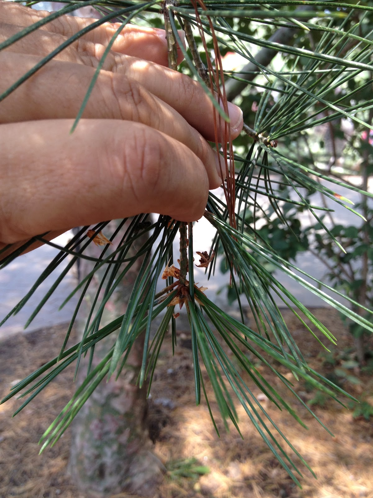 PHILLY TREES: THE SASQUATCH TREE