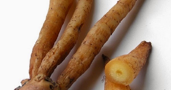 Simplisia: Contoh Nama Simplisia dan Kegunaannya