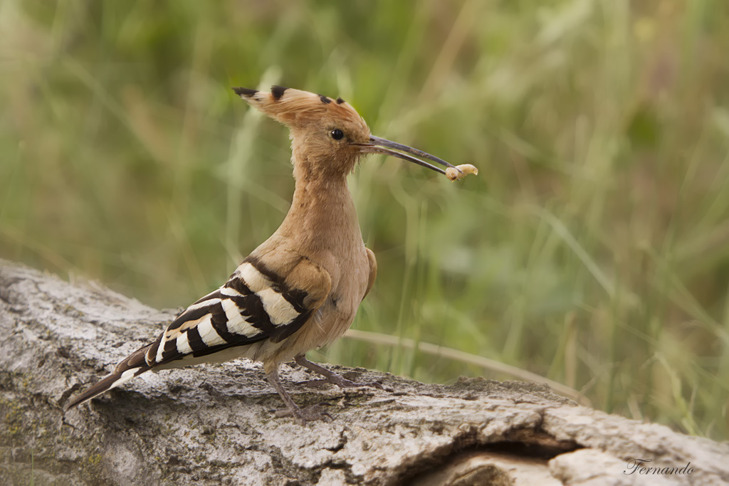 Pasión por la Naturaleza: La Puput