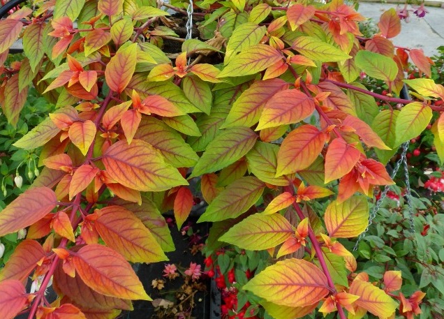 HOW TO GROW FUCHSIA 'AUTUMNALE' |The Garden of Eaden