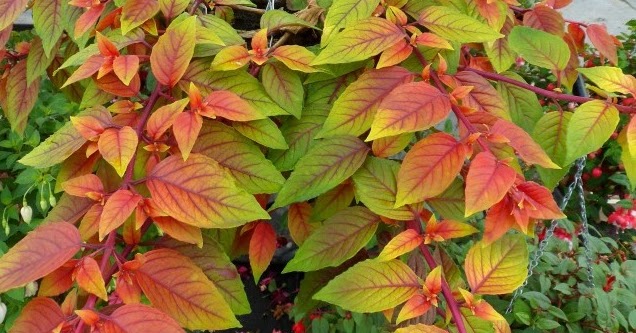 HOW TO GROW FUCHSIA 'AUTUMNALE' |The Garden of Eaden