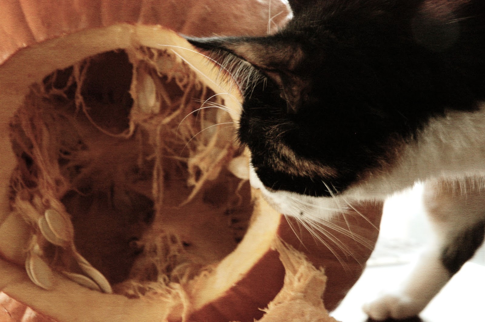 Our Little Burrow: My very 1st DIY: Decorative Owl Pumpkin