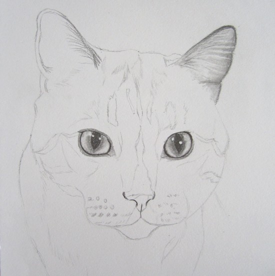 Le blog animalier : Portraits d'animaux