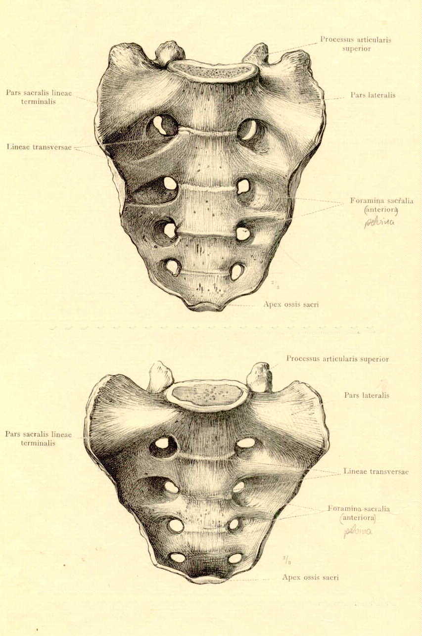 Anatómia: Vertebra - csigolya