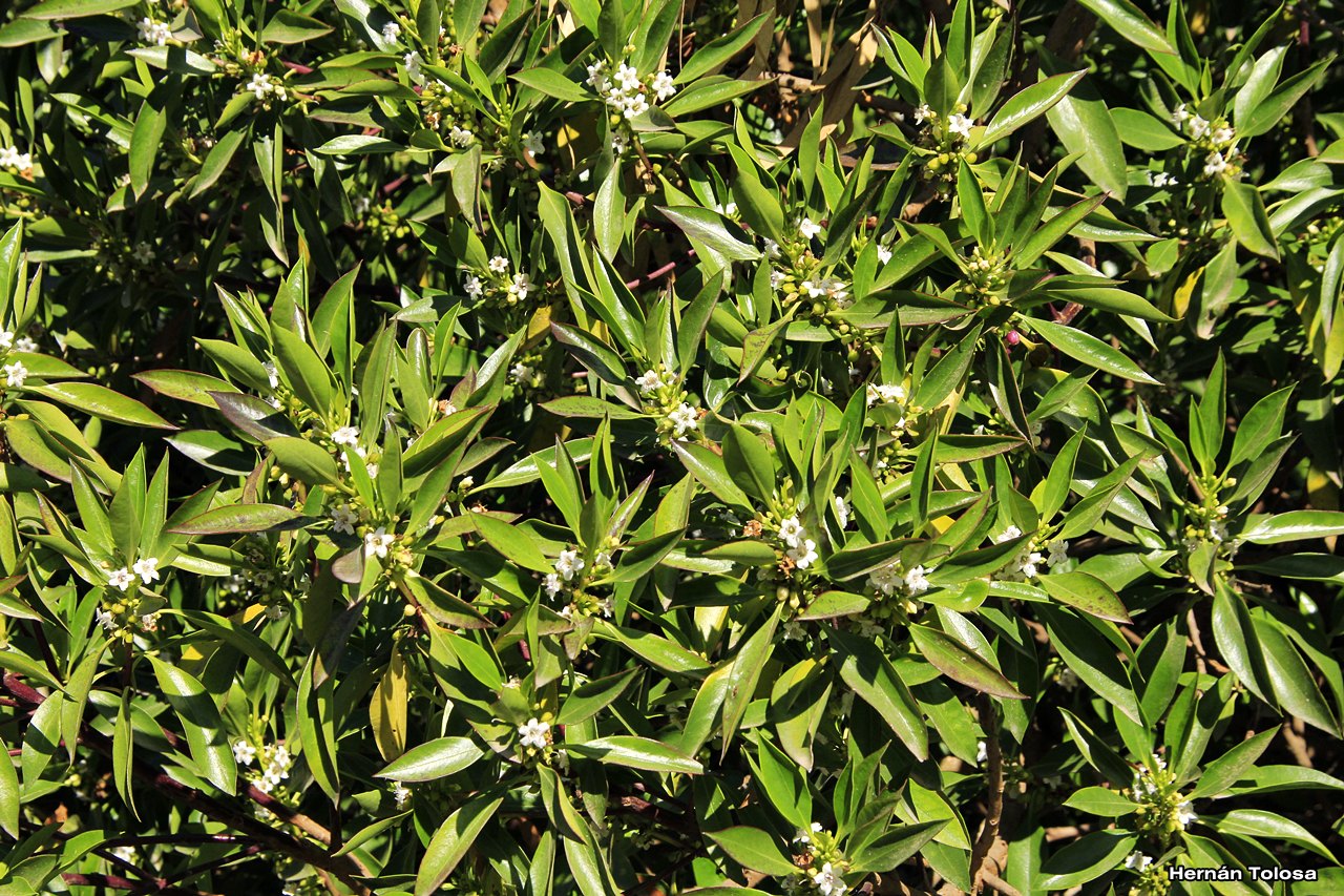 Flora Bonaerense: Mióporo (Myoporum laetum)
