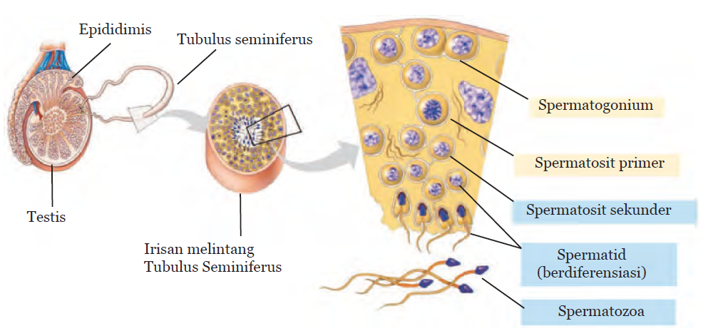 Pras Academy - SMP: Spermatogenesis dan Oogenesis, Proses Pembentukan ...