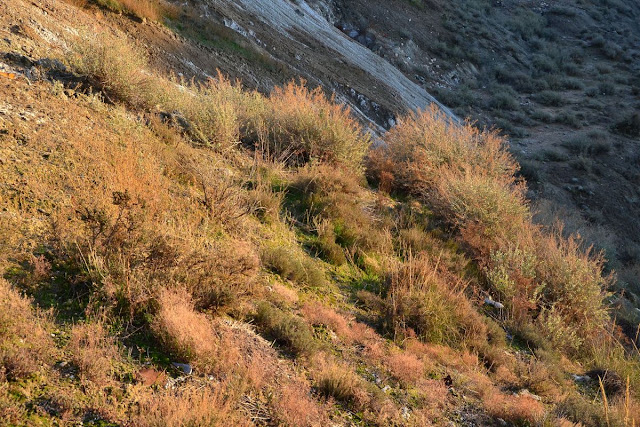 ALMANAQUE NATURAL: 2011