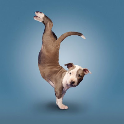 Funny Dogs On Yoga Training Pictures | Dog breeds and Puppies Pictures