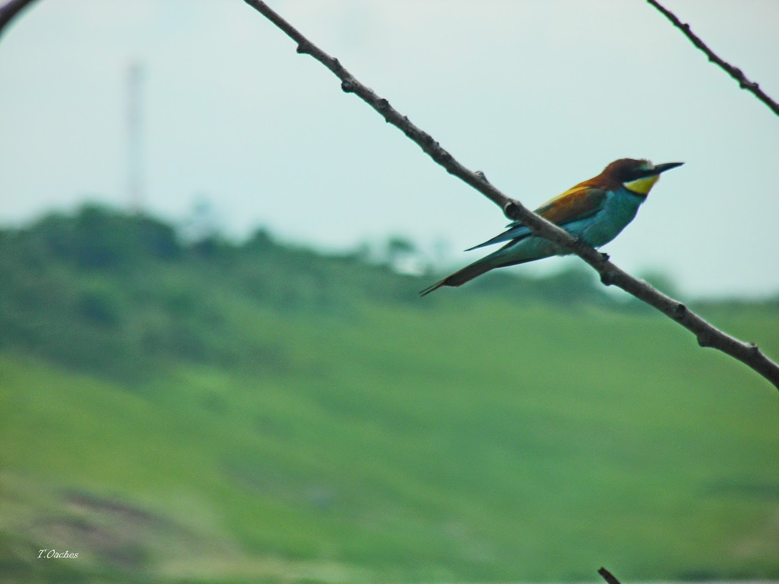 PASARI DIN ROMANIA: PRIGORIE, Merops apiaster