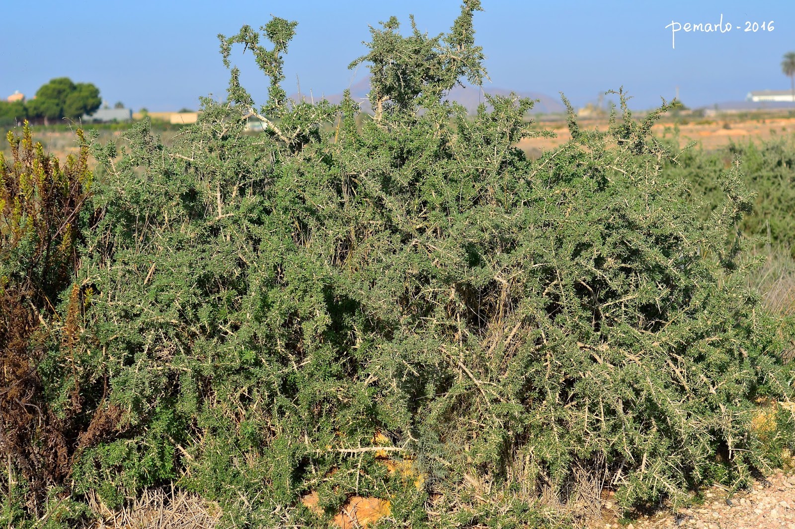 Plantas de Murcia: LYCIUM INTRICATUM (Cambrón) POR LA COSTA Y SALADARES ...