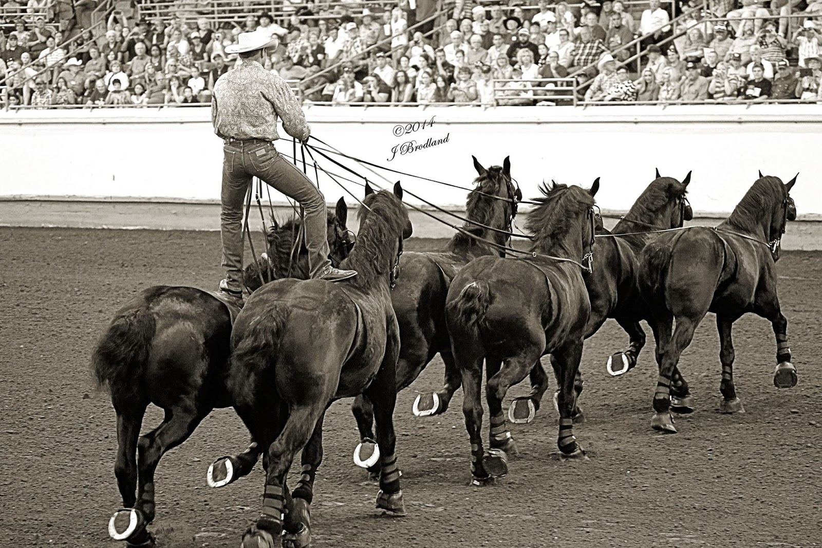 Eaglesfield Percherons: Percheron Thunder