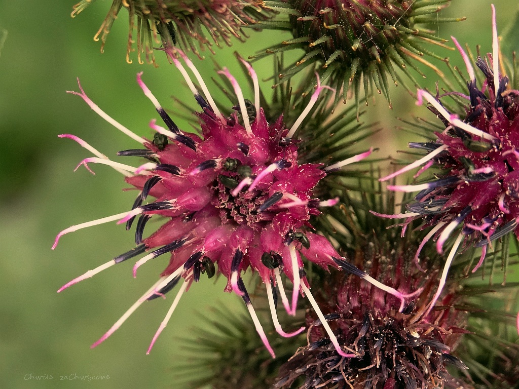 Chwile zaChwycone: Łopian większy też kwitnie
