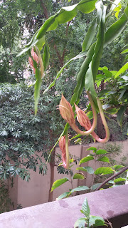 Garden Care Simplified: Original Brahma Kamal Plant Flowers Photographs ...