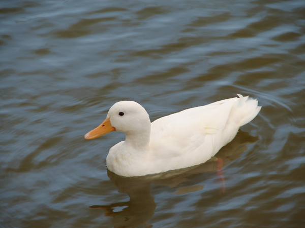 Reda Tomingas: Bird banding in Juodkrantė