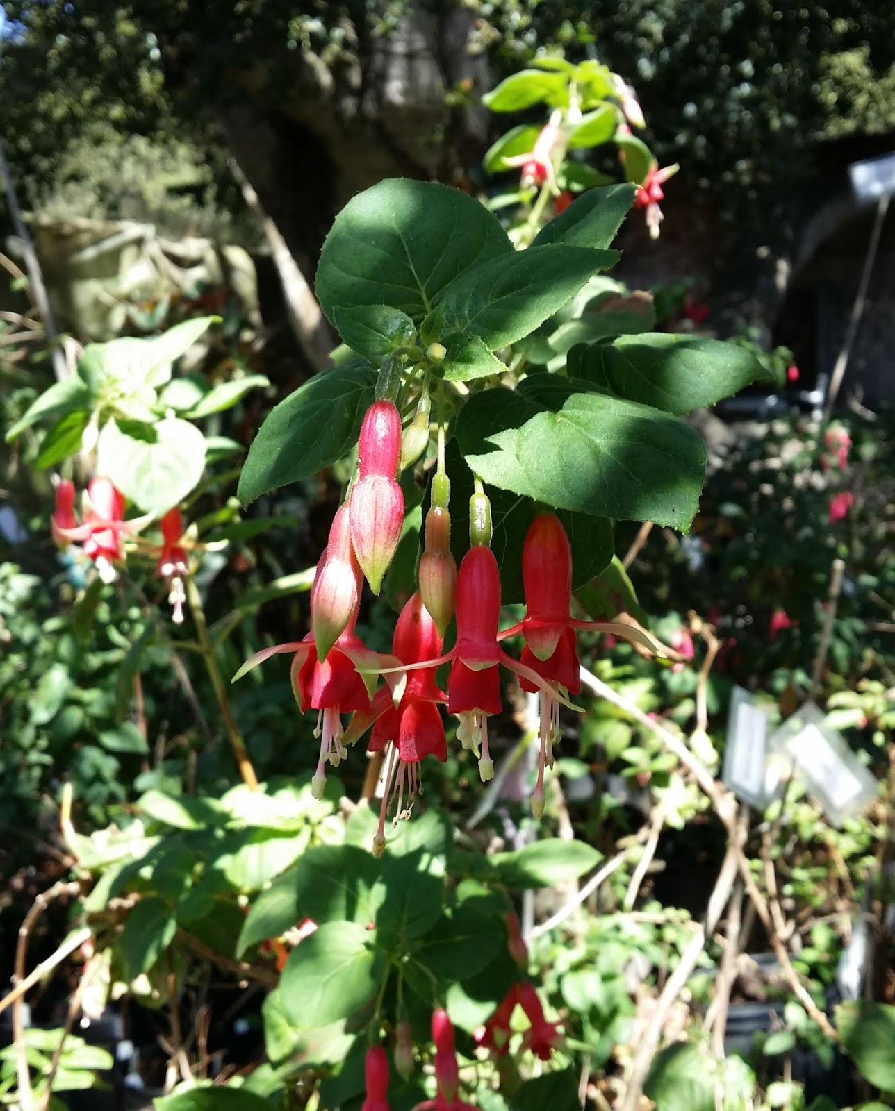 Pedricks Corner: Fuchsia Cuttings As Fast As I Can
