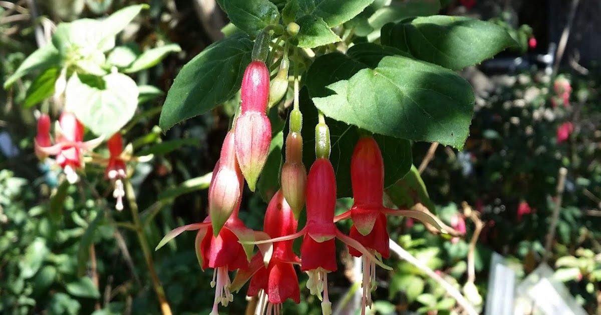 Pedricks Corner: Fuchsia Cuttings As Fast As I Can