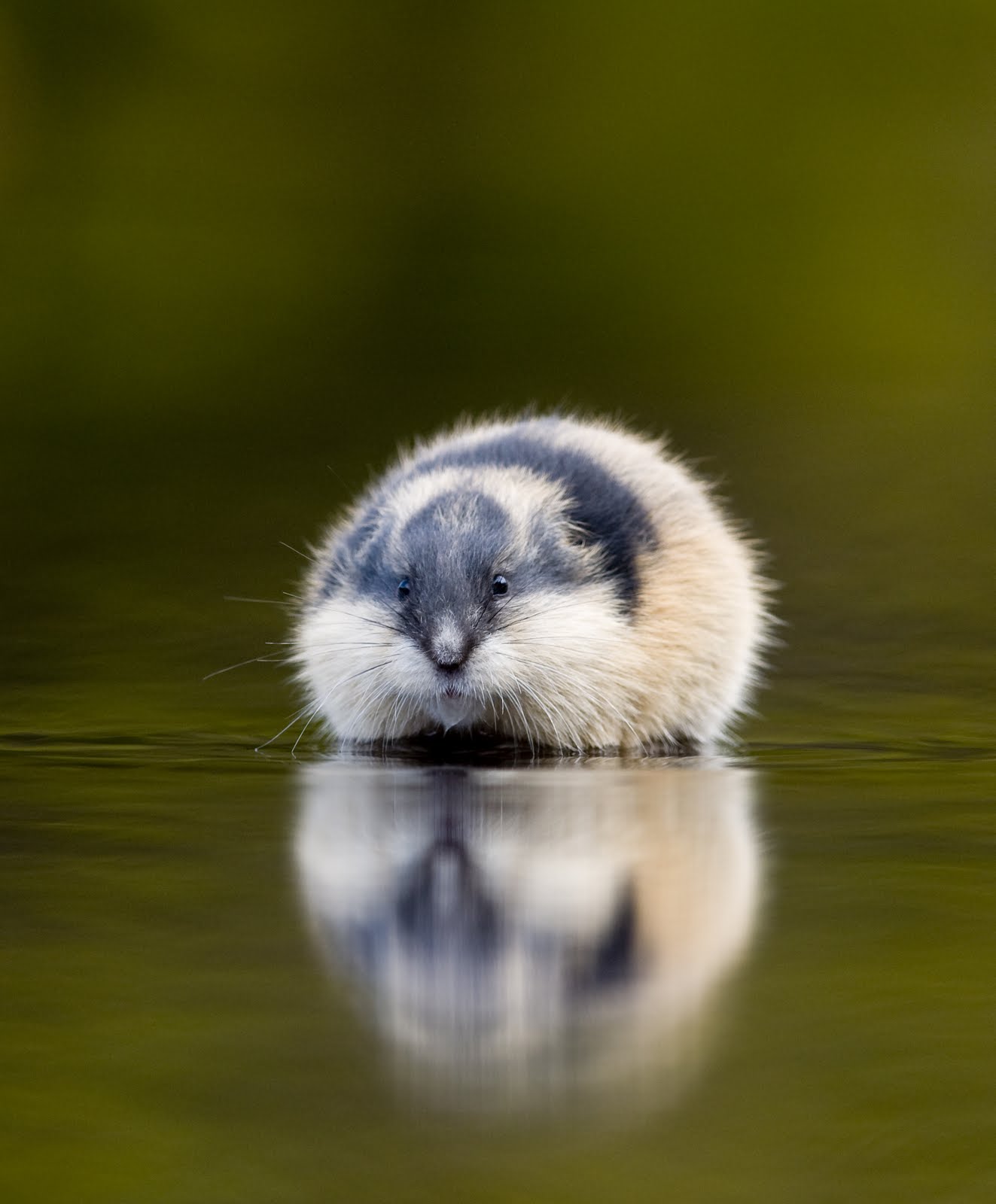 Naturarkivet: Lemenvandring over elva