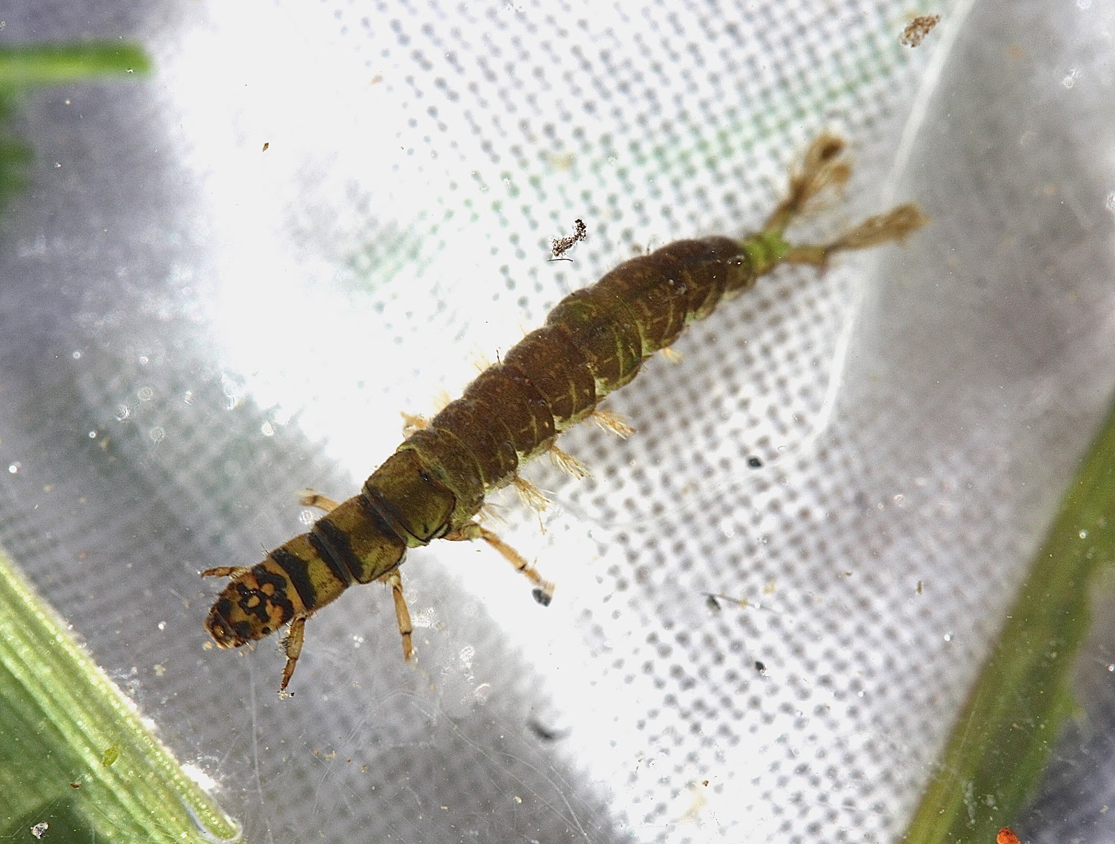 Aquatic Insects of Central Virginia: Caddis day at Lickinghole Creek ...