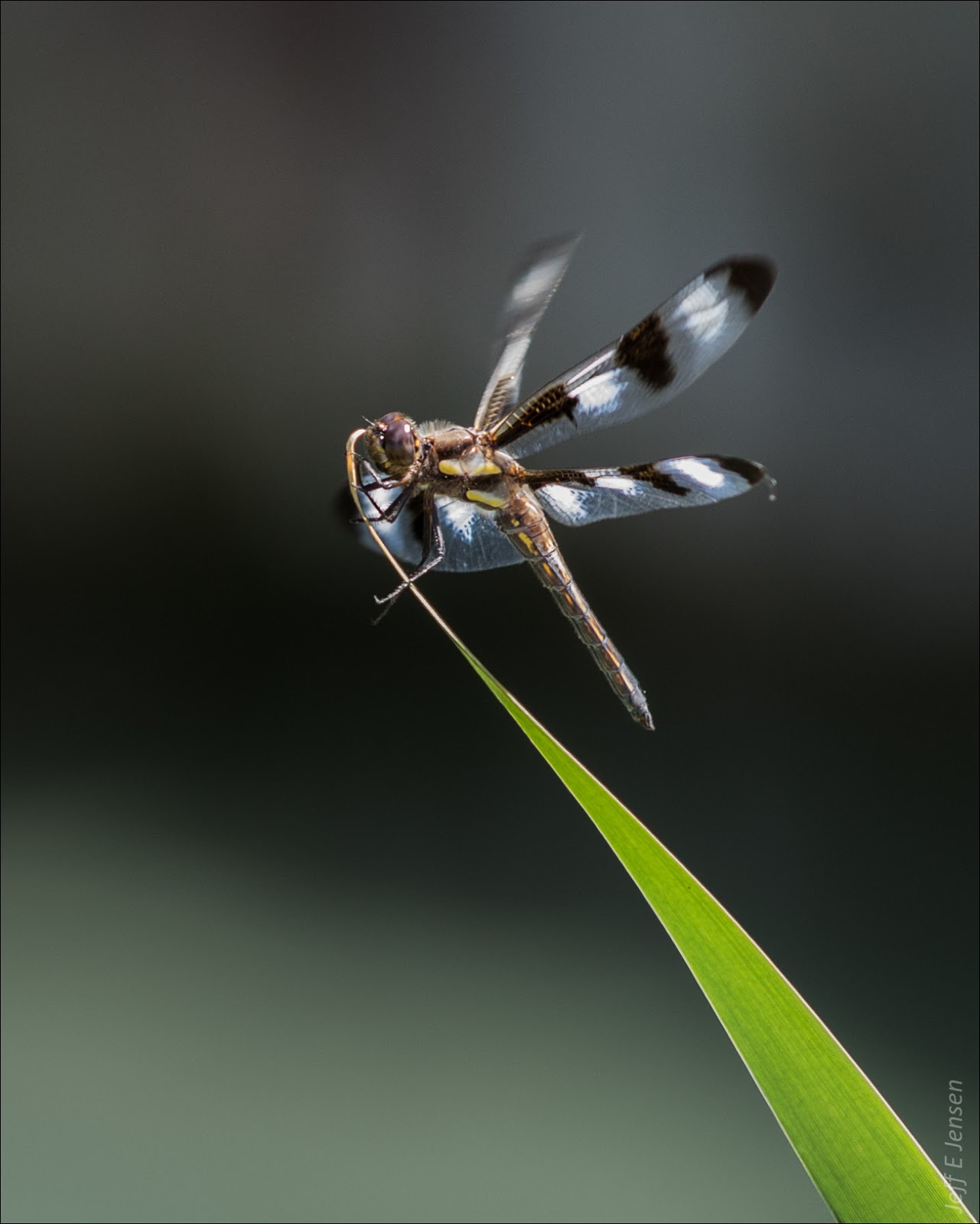 The World As I See It: Anisoptera