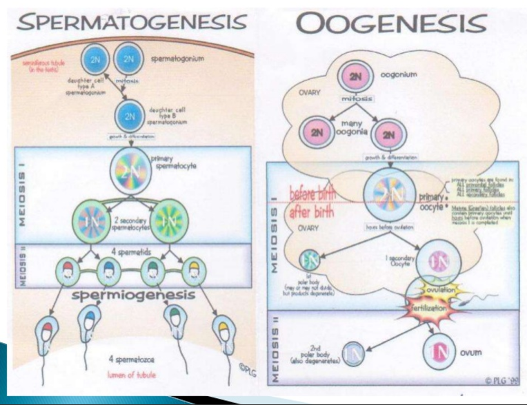 What is Gametogenesis? Gametogenisis in human, animal,plant and ...