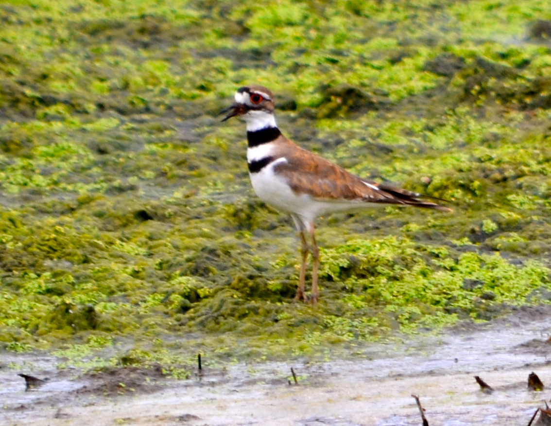 Blue Skies: Oregon Birding - Day One