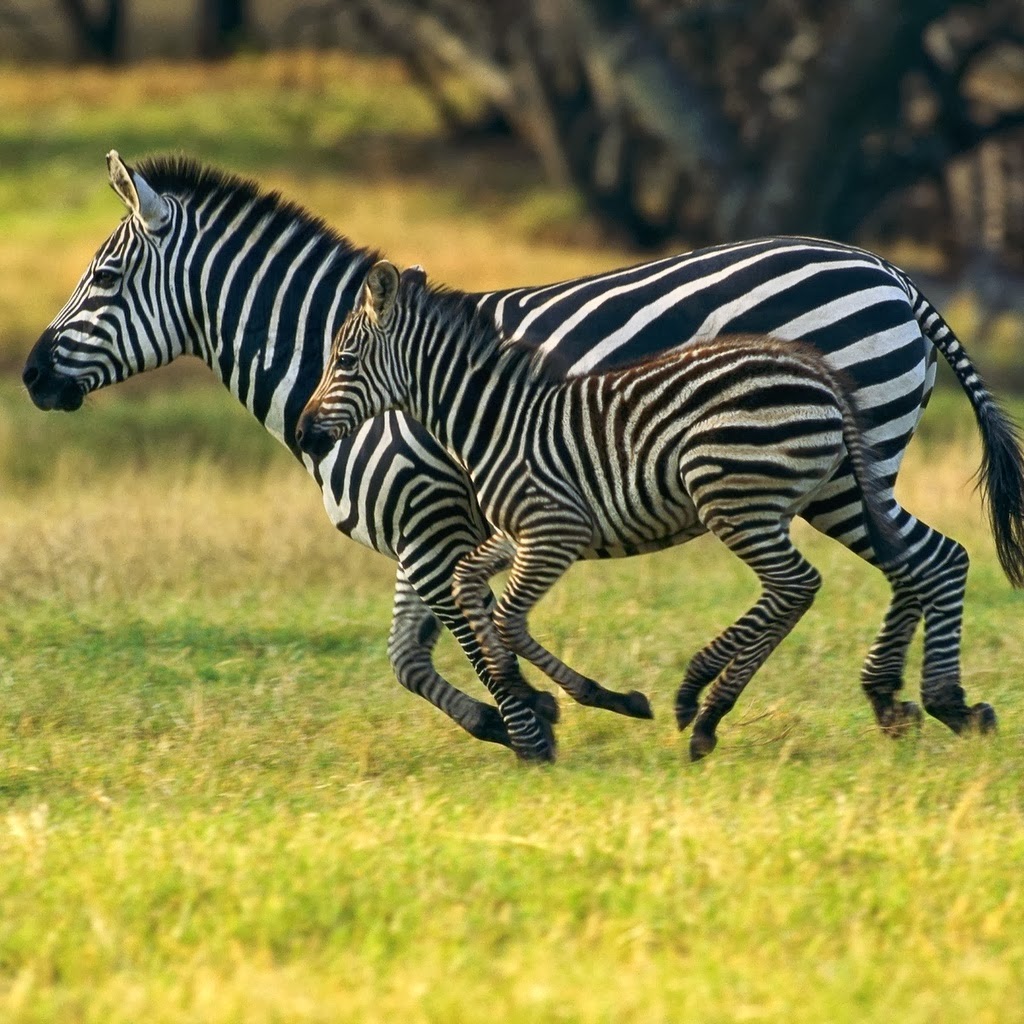 Andy foto natura: Cebras