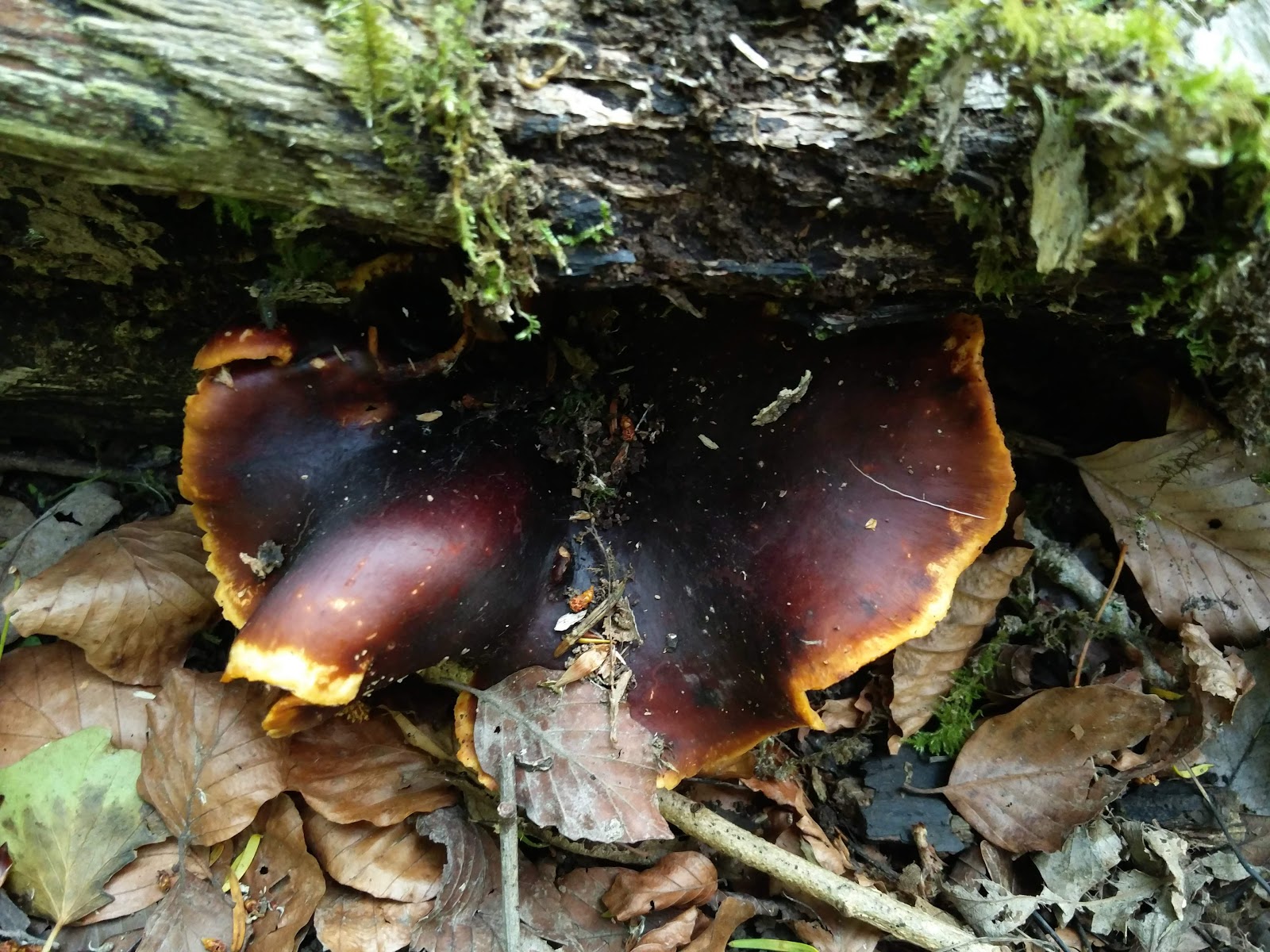 Misidentifying Fungi: June 2018