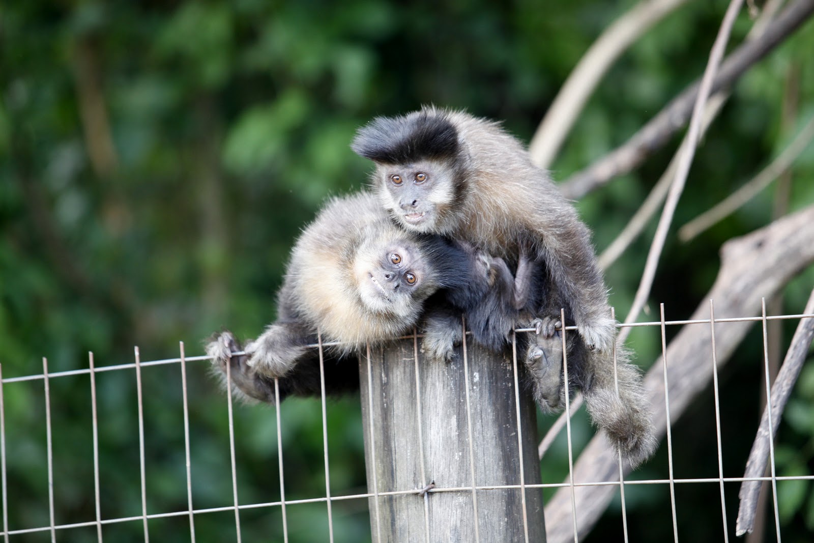 Em Fotojornalismo: Família de Macacos