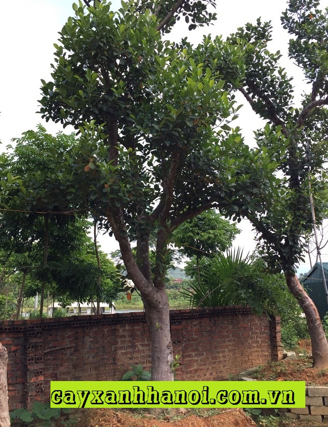 Cây mít công trình - Vinatrees