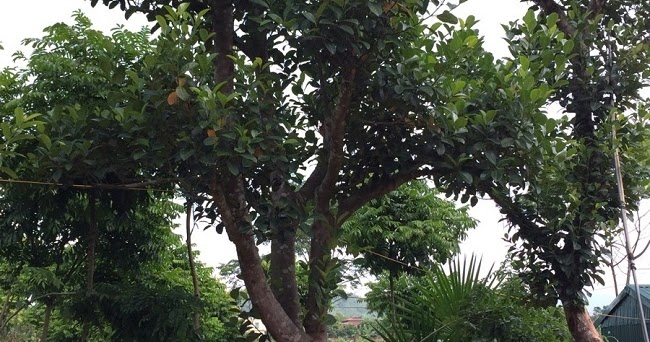 Cây mít công trình - Vinatrees