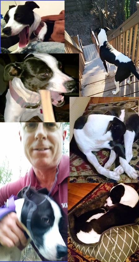 The Word Sanctuary: Rejoice in the Lamb, Christopher Smart's Cat, and ...