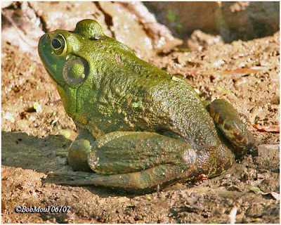 Bullfrog Facts and Latest Photographs | The Wildlife