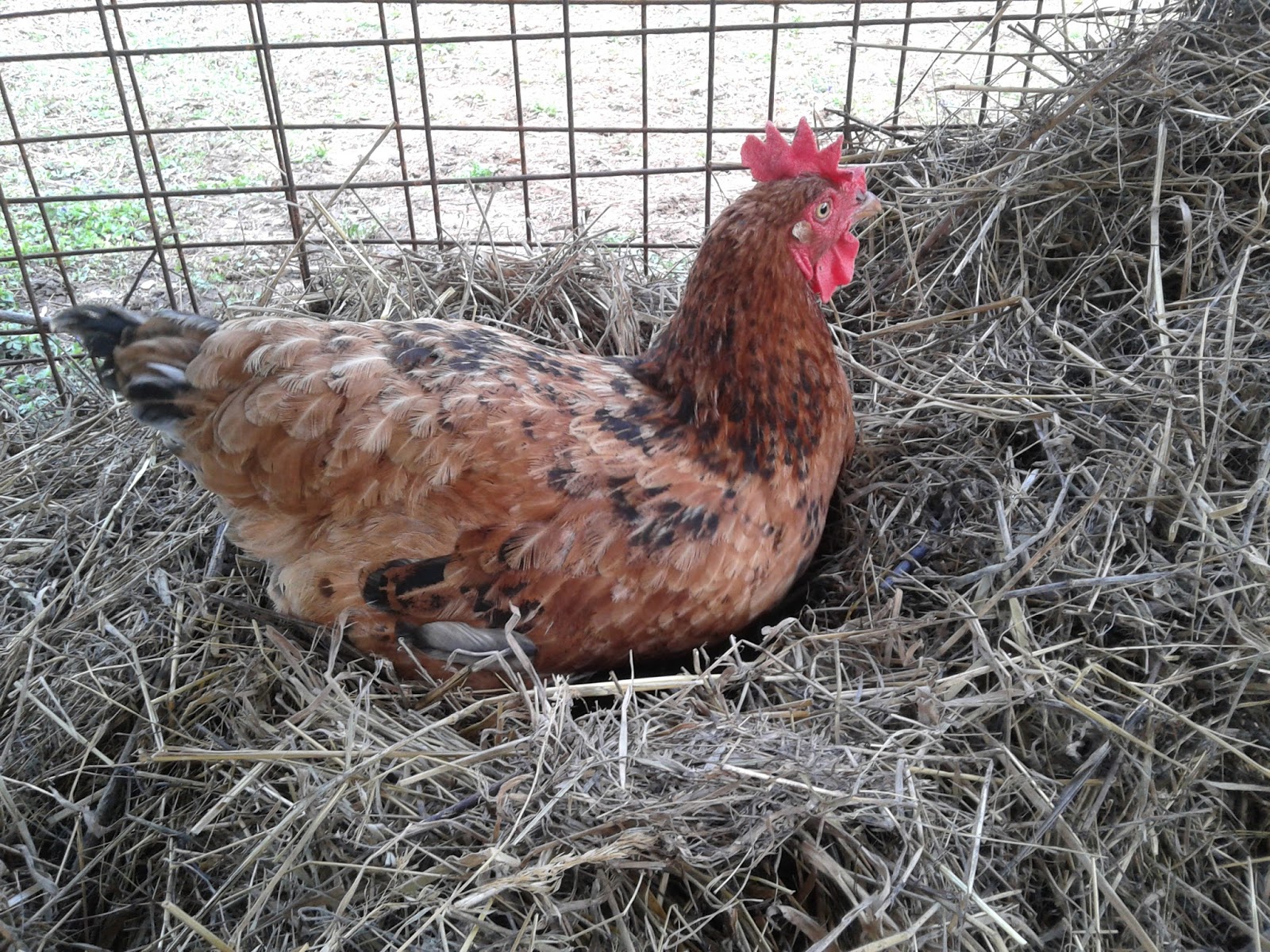 DOMACE ZIVOTINJE - UZGOJ: ožujka 2016