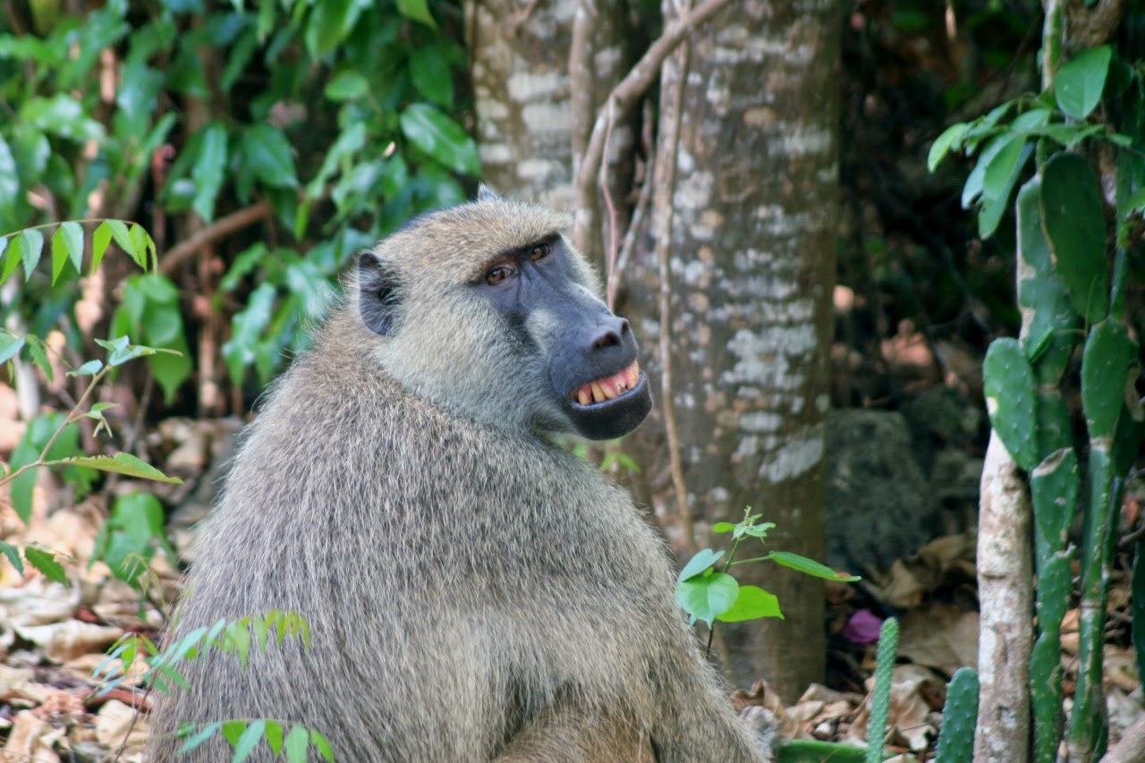 Diary of a Primatologist: One of the biggest monkeys on the planet!