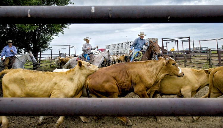 THE WESTERNER: In modern-day Kansas, cowboys practice an ancient art