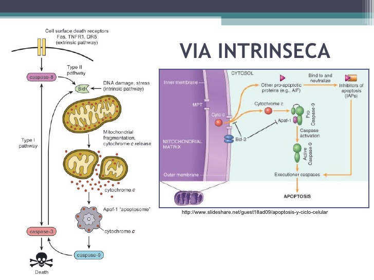 Ciencias de Joseleg: 4 APOPTOSIS O MUERTE CELULAR PROGRAMADA
