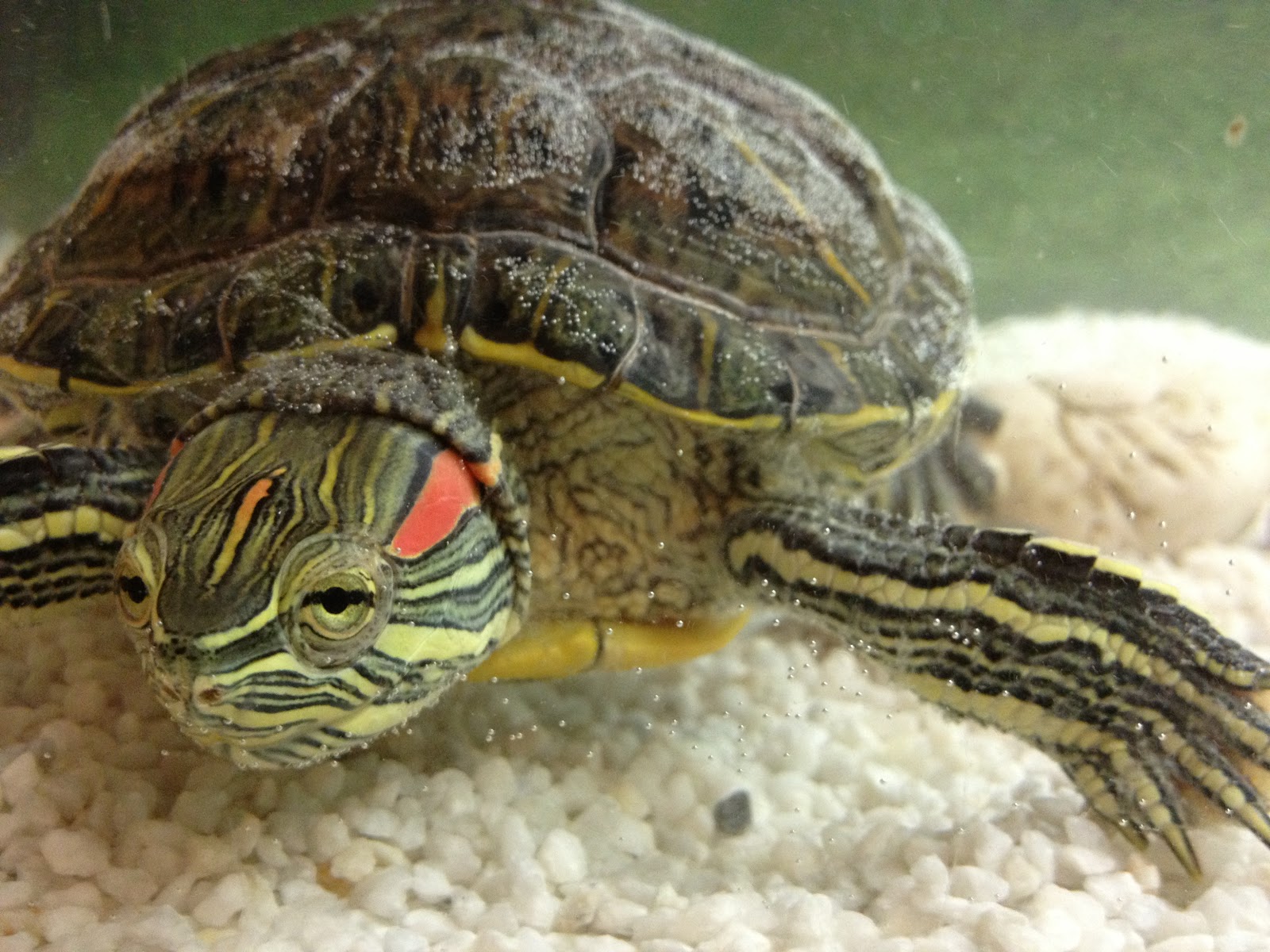 Mezi Světy: FOTOGALERIE: želvárium! Trachemys scripta elegans! Želva ...