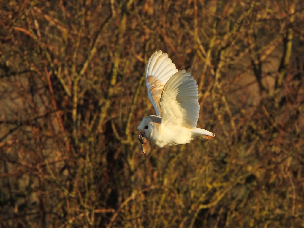 Martin Jump Wildlife Photographer: Pilling Moss Barn Owl.