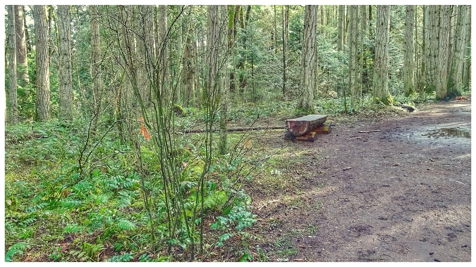 20+ Parks in Nanaimo: Colliery Dam
