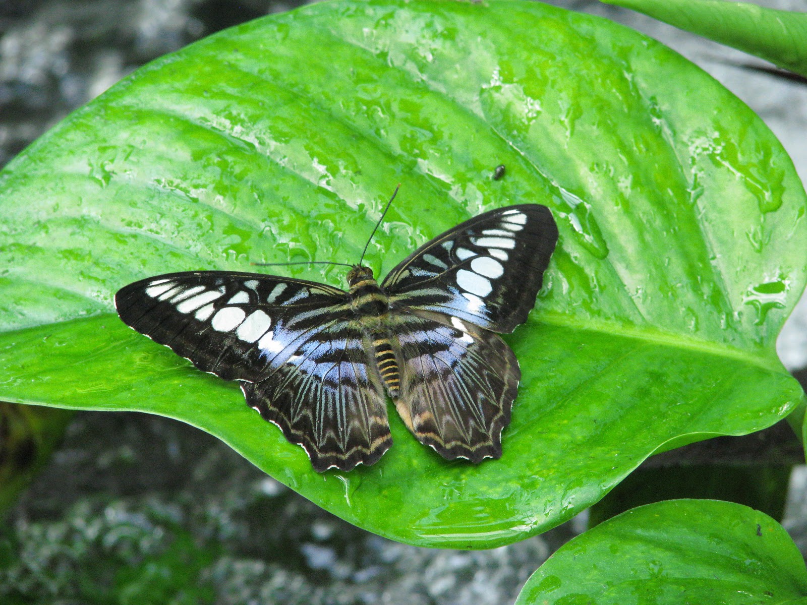 PL Fallin Photography: Fly, Fly Butterfly, Fly in the Sky so high