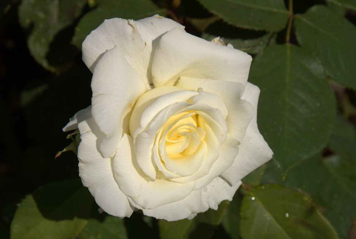 Organic Garden Dreams: July Roses