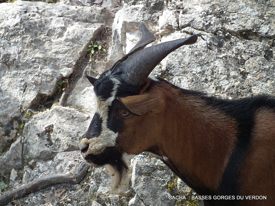 Un jour....Une photo !: Chèvres de Rove " Chapelle Ste Maxime Basses ...