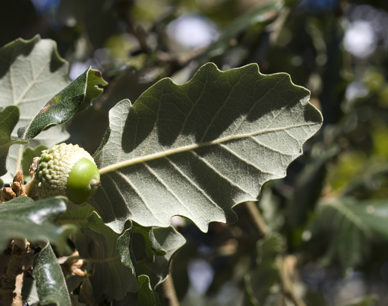 Paseos por la naturaleza: Quercus faginea subespecie faginea. Quejigo.