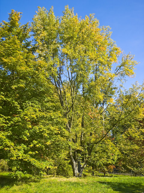 ARTE Y JARDINERÍA : ARCE PLATEADO. Acer saccharinum
