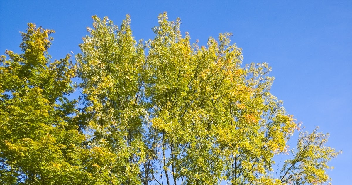 ARTE Y JARDINERÍA : ARCE PLATEADO. Acer saccharinum