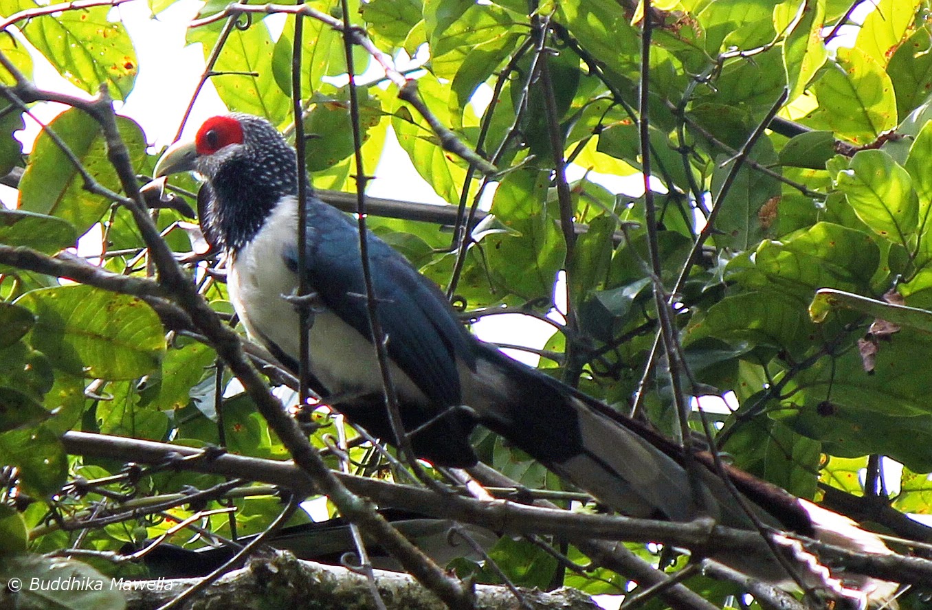 Lanka Nature Summary: Red-faced malkoha (Phaenicophaeus pyrrhocephalus)