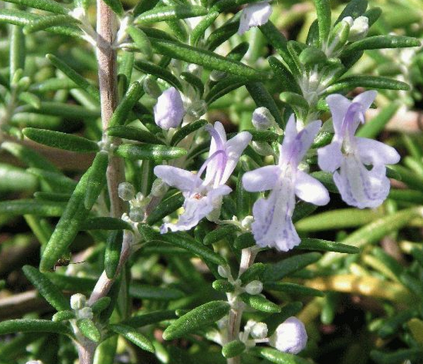 RHS Horticulture Student: P.I - WK6 - Rosmarinus officinalis 'Prostratus'