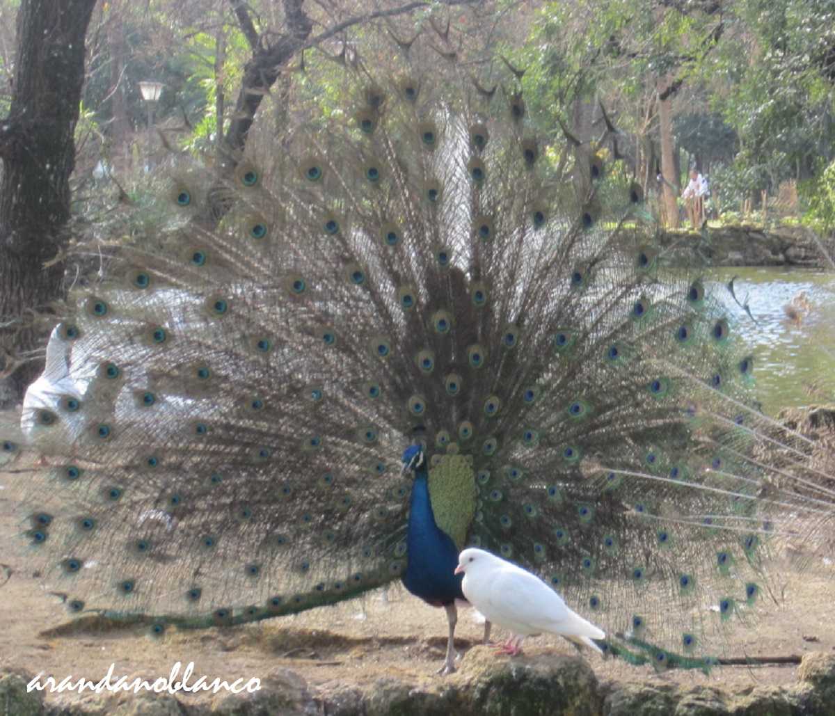 parquemarialuisa-encinarosa: Pavo cristatus - Pavo real común - Pavo ...