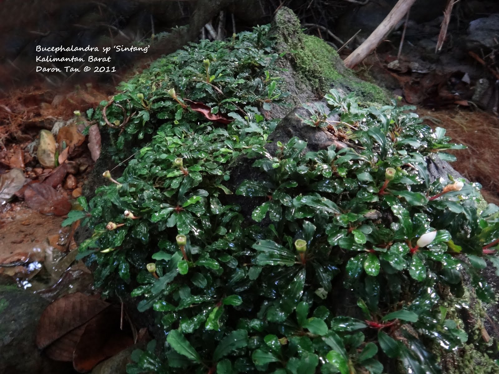 Borneo Island, Awaken To A Different World: Aquatic Plant ...